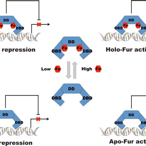 Variations Observed In The DNA Binding Domains DBDs Of The Fur Family Download Scientific