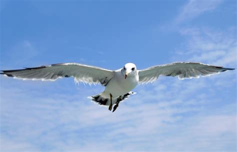 무료 이미지 바닷가 경치 자연 록 새 비행 구름 등대 하늘 해조 갈매기 휴가 여행 거품 풍경 섬 태양 파도 대한민국 척골가 있는