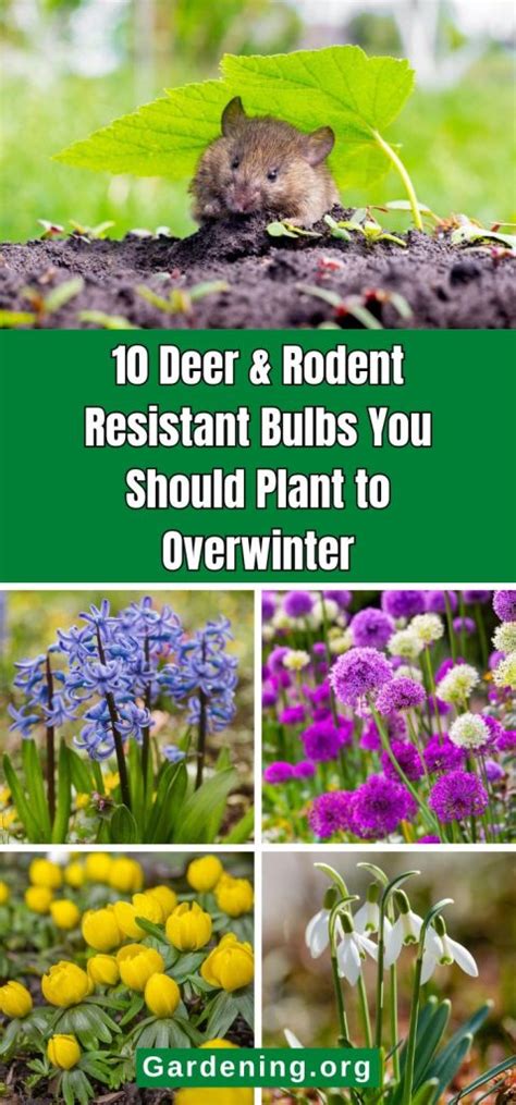 10 Deer And Rodent Resistant Bulbs You Should Plant To Overwinter
