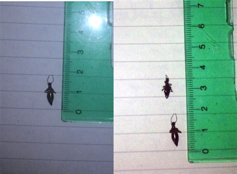 Is This An Earwig R Whatsthisbug