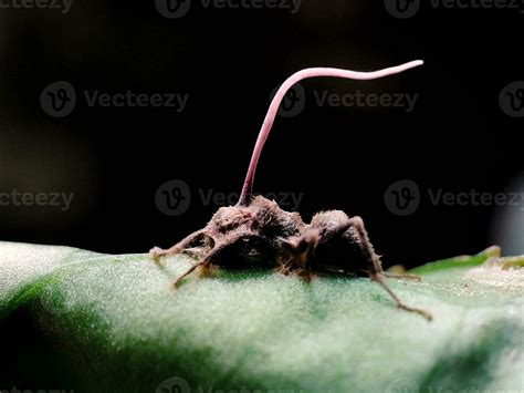 A Dead Ant Infected With The Cordyceps Fungus Also Known As The Zombie