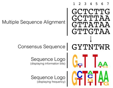 5 Dna Motifs For Transcription Initiation Fantastic Genes And Where To Find Them