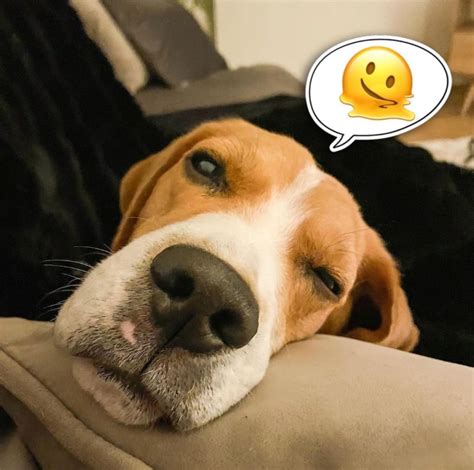 실시간 난리난 강아지 이모티콘 싱크로율 ㅠㅠㅠ 개감동이양