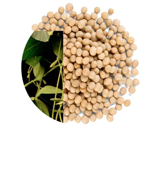 Soybean Varieties Puris