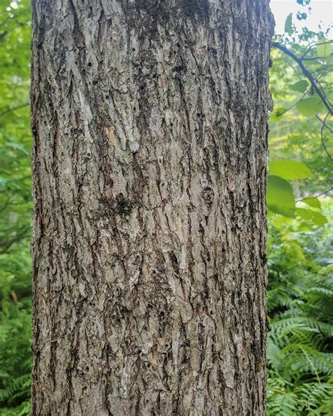 Research Brief Restoring The American Elm With Genetics U S National