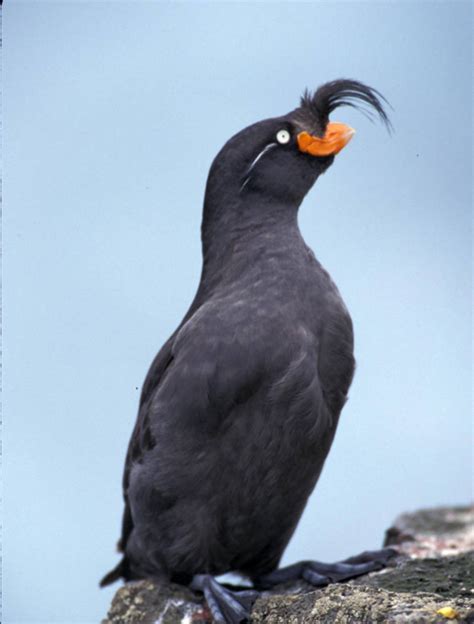 Crested Auklet Alchetron The Free Social Encyclopedia