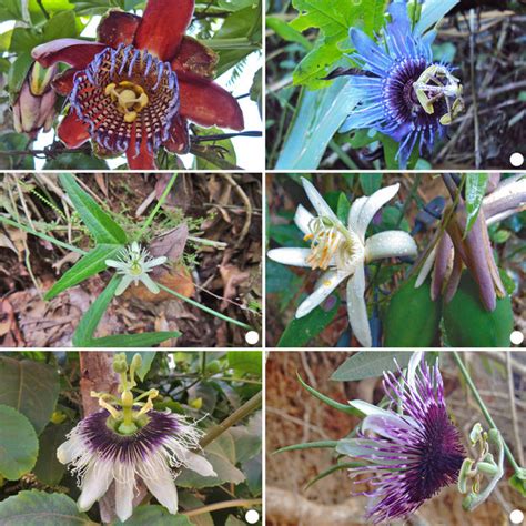 Diagram Of Leaves Of Passiflora Rubra L Illustrating Measurement