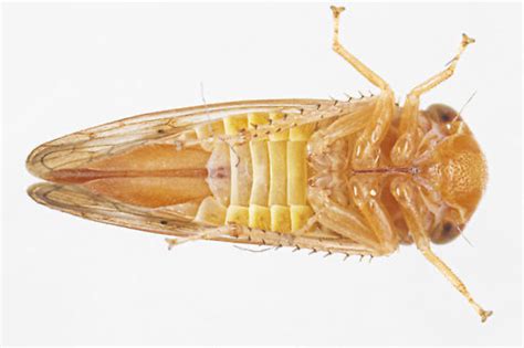 Oncopsis Bugguide Net