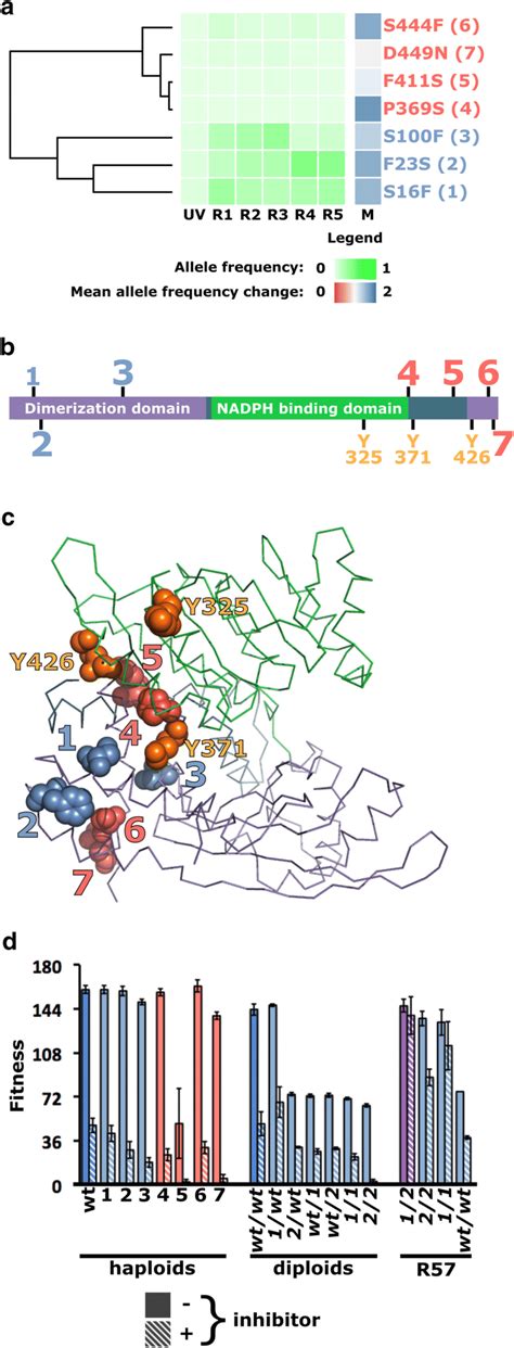 Mutations In Gdh1 Played A Critical Role In The Evolution Of Ssl