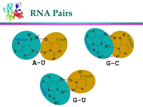 Ppt Rna Secondary Structure Prediction Powerpoint Presentation Free Download Id5170779