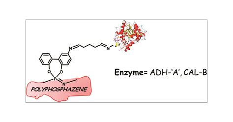 Polyphosphazenes As Tunable And Recyclable Supports To Immobilize Alcohol Dehydrogenases And