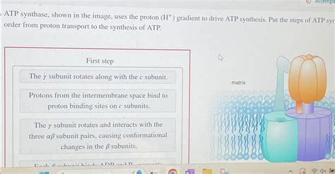 Solved Atp Synthase Shown In The Image Uses The Proton