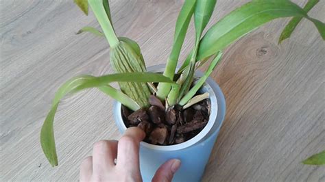 ორქიდეომანია ორქიდეა ონციდიუმი 1 Youtube