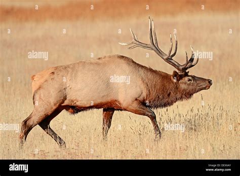 Wapiti Or Elk Cervus Canadensis Cervus Elaphus Canadensis Male