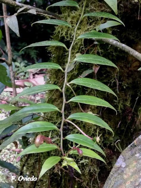 Burmeistera Microphylla Ecos Del Bosque