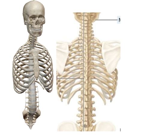 Axial Skeleton Diagram Quizlet