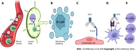 Anti Thymocyte Globulin For Treatment Of T Cell Mediated Allograft