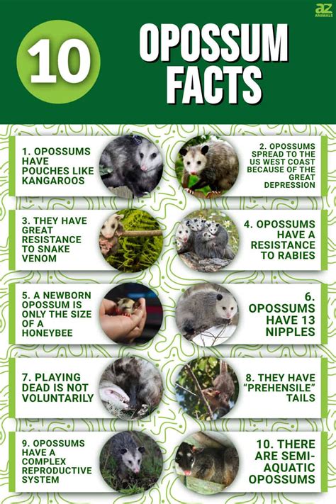 10 Fascinating Facts About Opossums A Z Animals
