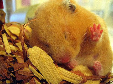 Hamster Object Detection Dataset By Vod6 Yosi