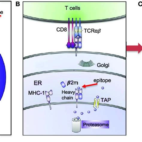 Human Leukocyte Antigen HLA I Antigen Processing And Presentation Download Scientific