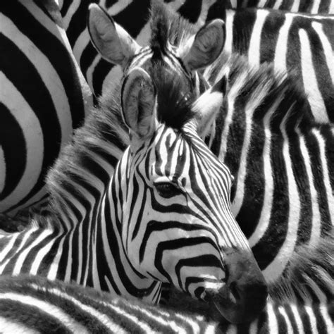 Zebras