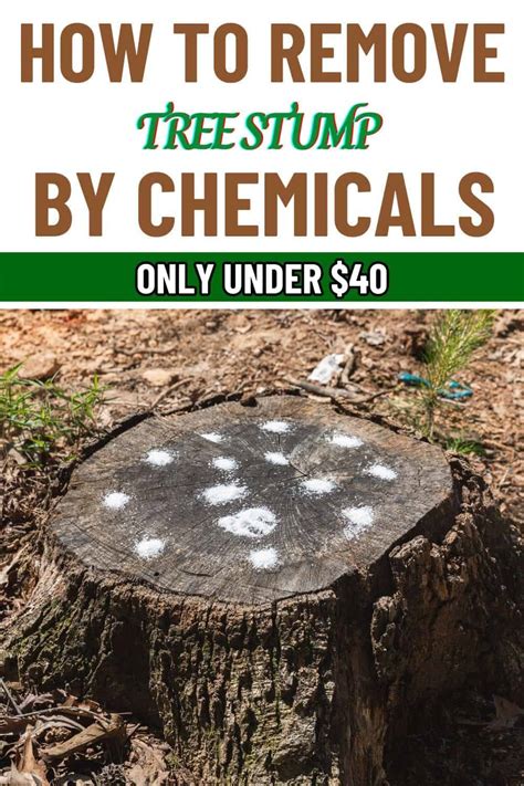 How To Remove A Tree Stump With Chemicals Easily And Effectively