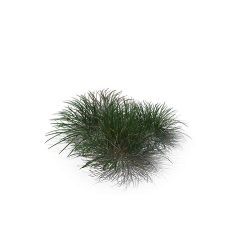 Beach Grass Png Images And Psds For Download Pixelsquid