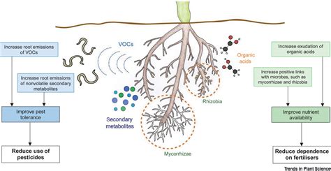 Opinion A Return To The Wild Root Exudates And Food Security Trends Plant Sci Plantae