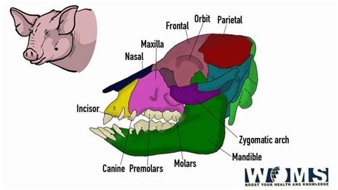 Snake Skull Anatomy Images And Significance Woms