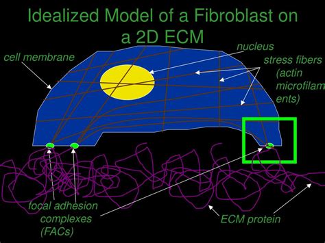 Ppt Rigidity Sensing At The Leading Edge Through α V β 3 Integrins