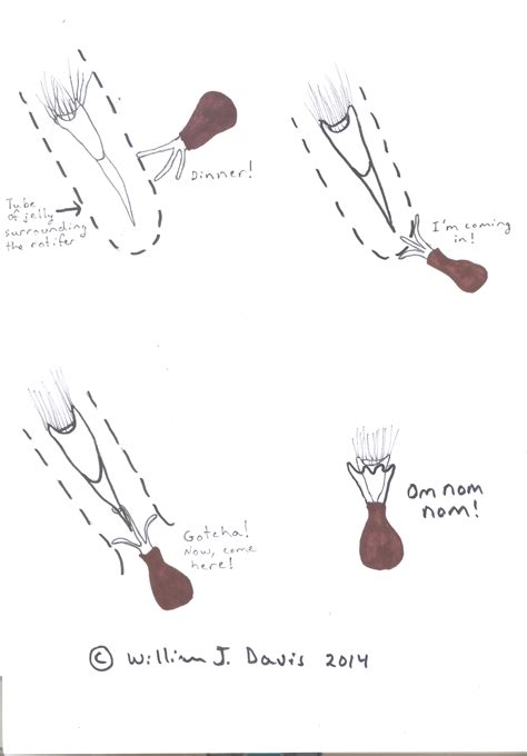 Wandering Naturalist Protist Love 1 Difflugia