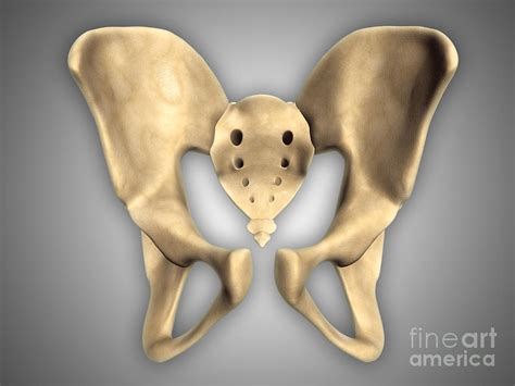 Anatomy Of Human Pelvic Bone Digital Art By Stocktrek Images
