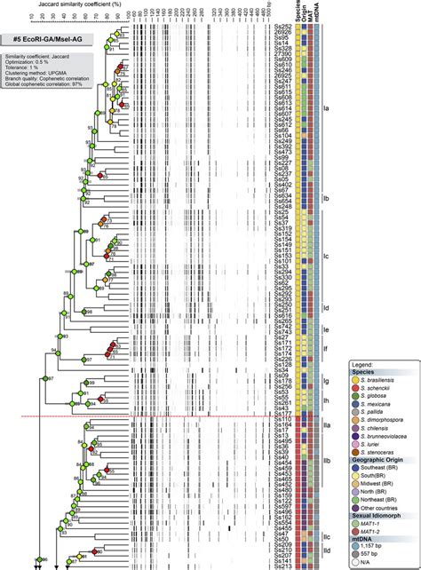 The Upgma Dendrogram Based On Aflp Fingerprint Generated With A Total