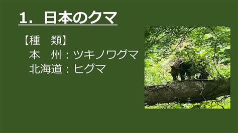 クマについて知ろう！～人とクマが共存するためには～