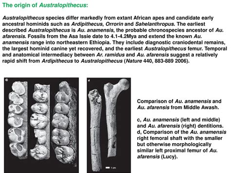 Topic 7 Lecture 11 Origin Of Homo Sapiens Ppt Download
