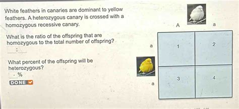 Solved White Feathers In Canaries Are Dominant To Yellow Feathers A Heterozygous Canary Is