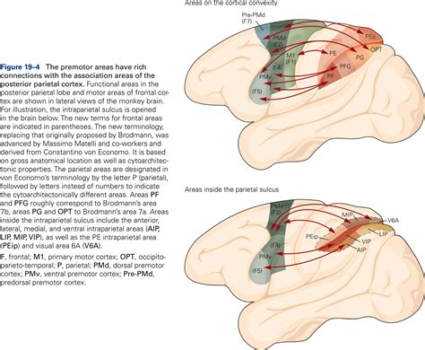 Premotor Cortices KINES Neural Control Of Movement