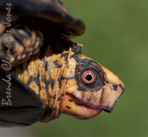 Brumation Of Box Turtles