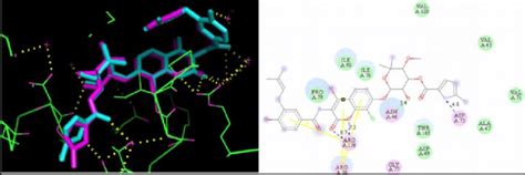 Docked Conformer Of Clorobiocin Docked Conformer Shown In Cyan And