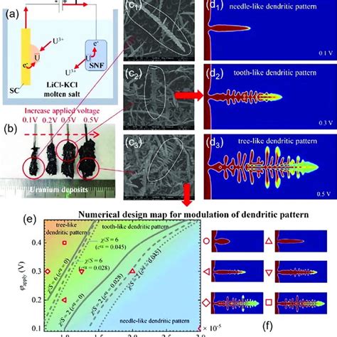 Comparison Of Dendrite Morphology Between Simulation And Experiment A