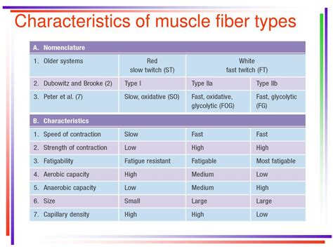 PPT - Chapter 2 Structure of Muscle Tissue and Muscle Contraction PowerPoint Presentation - ID ...
