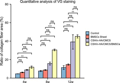 Quantitative Analysis Of Vg Staining Of Each Group At 4 8 And