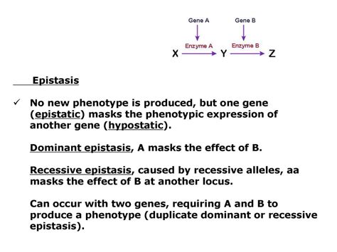 Epistasis And Sex Linked Ppt Download