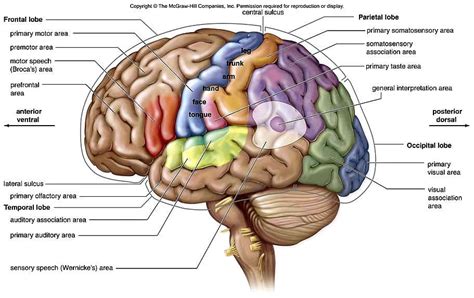 Area Of The Brain Brain Anatomy Brain Lobes Increase Memory