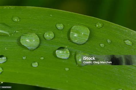 녹색 잎 매크로에 투명 빗물의 큰 아름다운 방울 아침에 이슬방울이 태양처럼 빛납니다 자연에서 아름 다운 잎 감촉 자연스러운 배경 0명에 대한 스톡 사진 및 기타 이미지