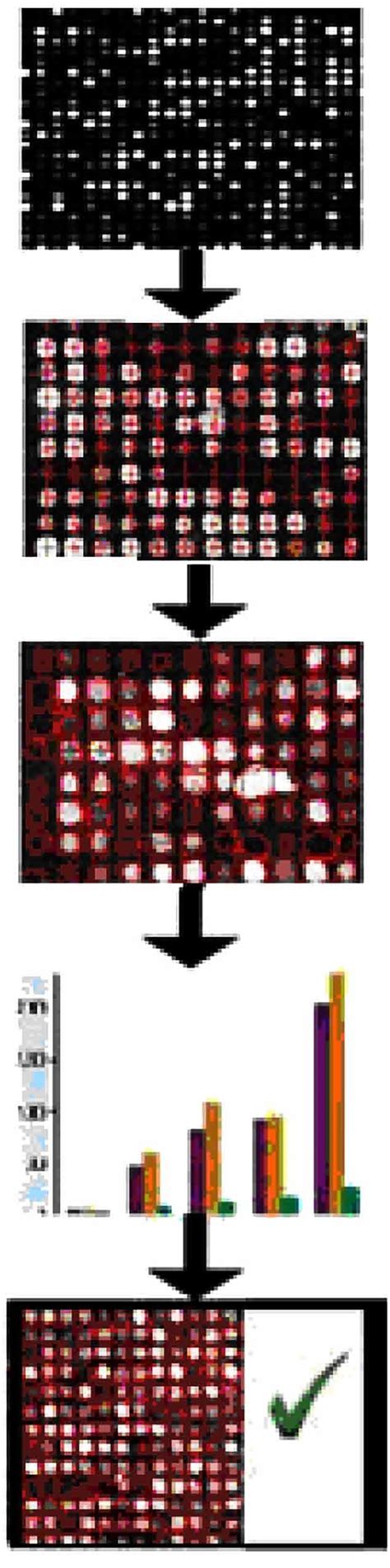 Steps Of Microarray Image Analysis Process Download Scientific Diagram