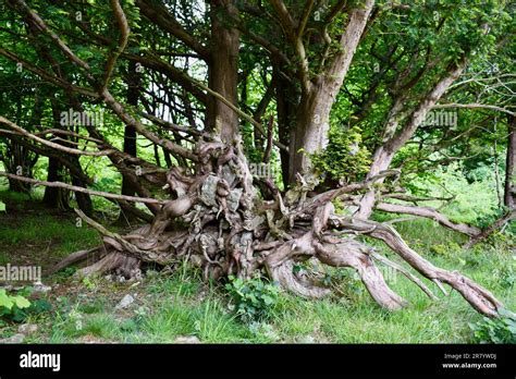 Interwined Tree Roots Stock Photo Alamy