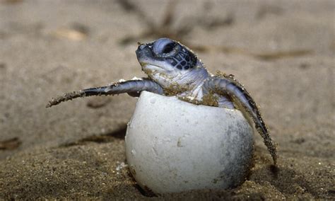 Olive Ridley Turtle Species Wwf