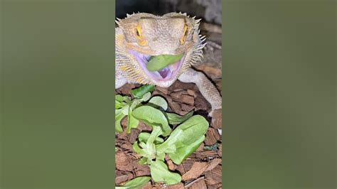 Beniu Agama Brodata Youtube