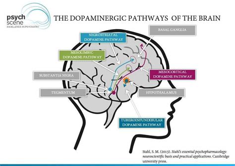 Dopamine Hypothesis Of Schizophrenia Neurobiological Insights Psych